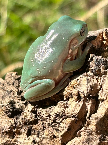 EXACT FROG Snowflake Whites Tree Frog White's Tree Frog by Quality bred ...