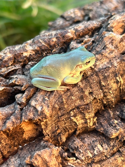 EXACT FROG Whites Tree Frog Snowflake White's Tree Frog by Quality bred ...