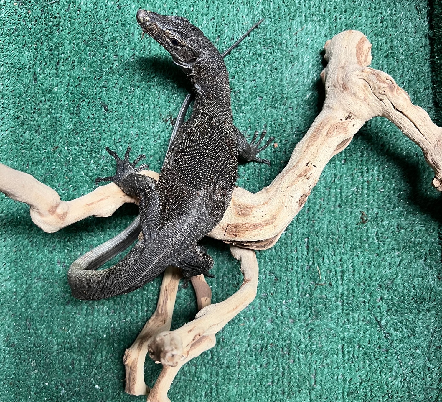 Togian (Varanus Togianus) Water Monitor by West Coast Reptiles ...