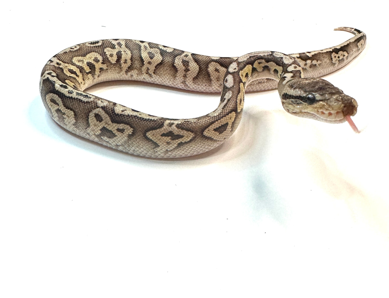 Fire Black Pewter Het Ghost Ball Python by West Coast Reptiles ...