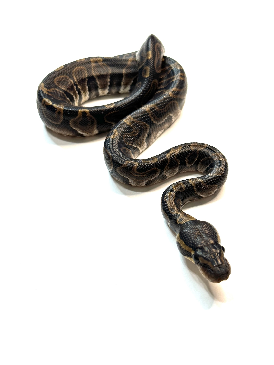 GHI Calico Het Ghost Ball Python by West Coast Reptiles - MorphMarket