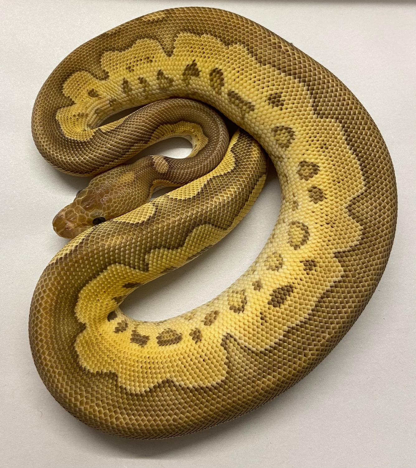 Mojave Clown 66% Het Genetic Stripe Ball Python by Quality Captives ...