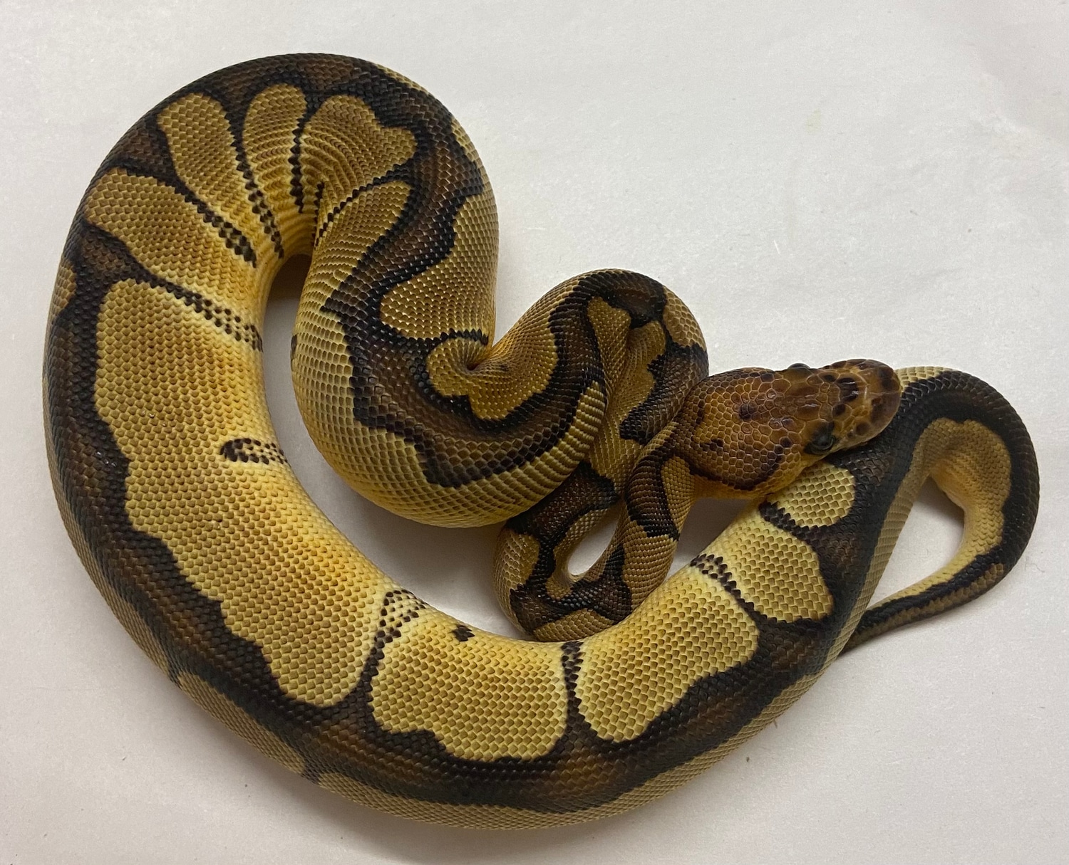 Clown 66% Het Genetic Stripe Ball Python by Quality Captives - MorphMarket