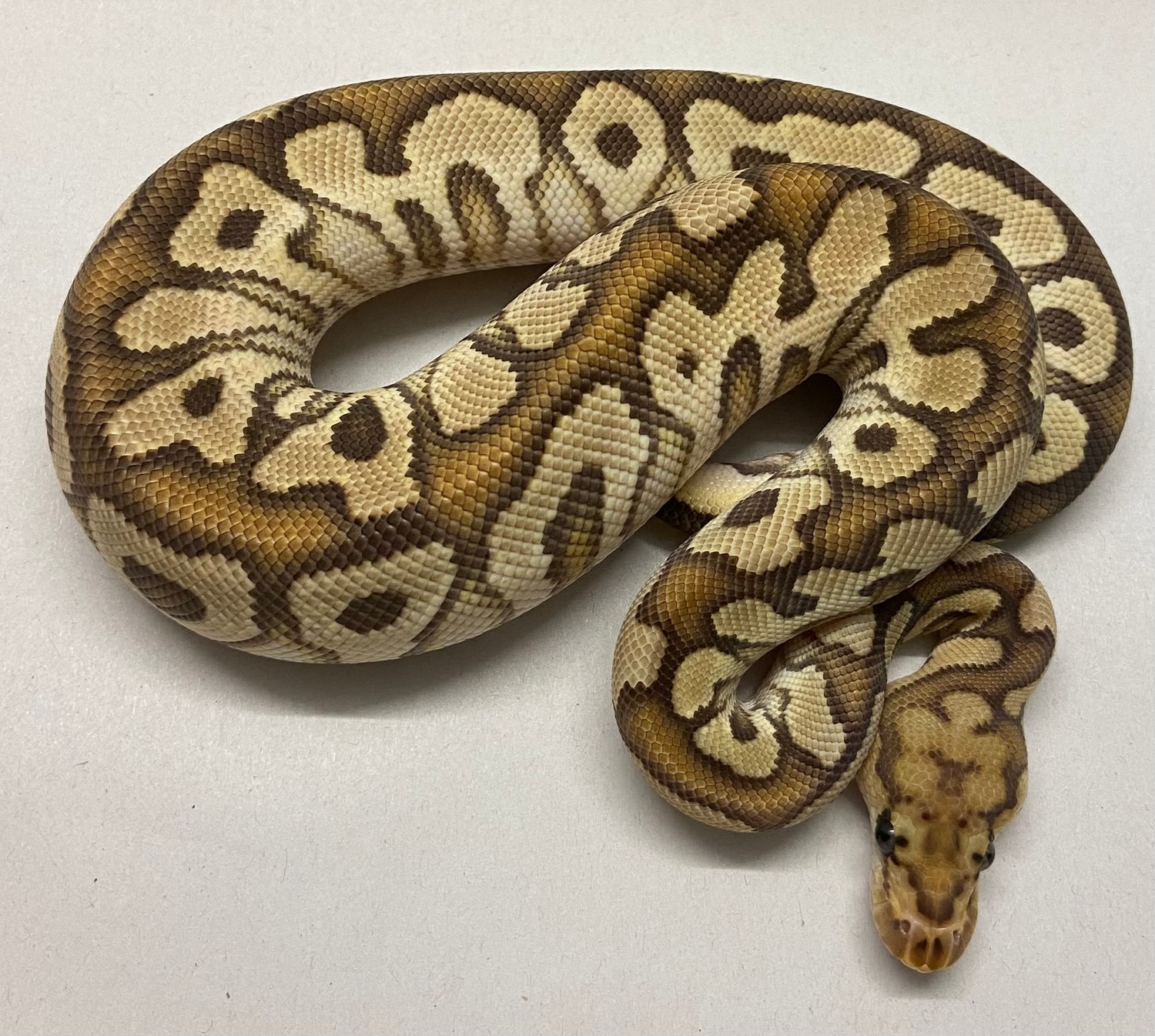 Spotnose Yellowbelly Mojave Clown Ball Python by Quality Captives ...