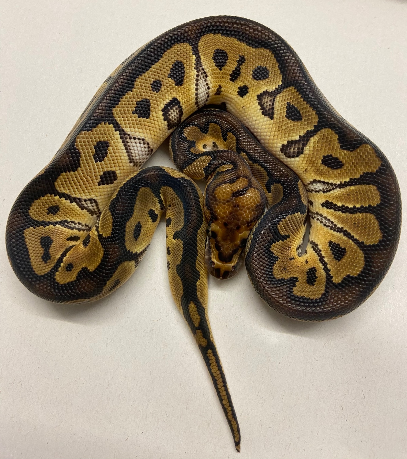GHI Clown Ball Python by Quality Captives - MorphMarket
