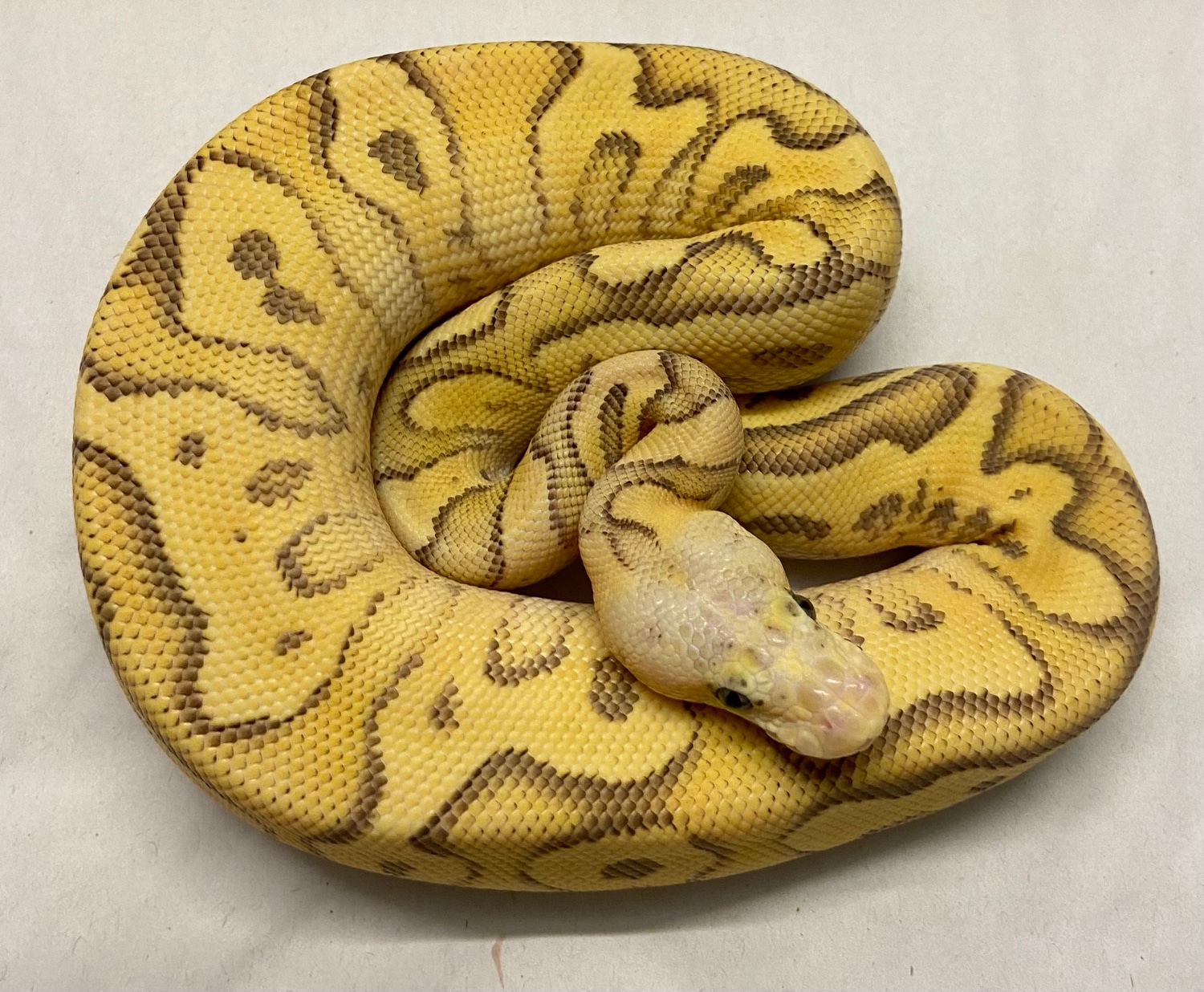 Redhead Mojave Yellowbelly Super Pastel Clown Ball Python by Quality ...