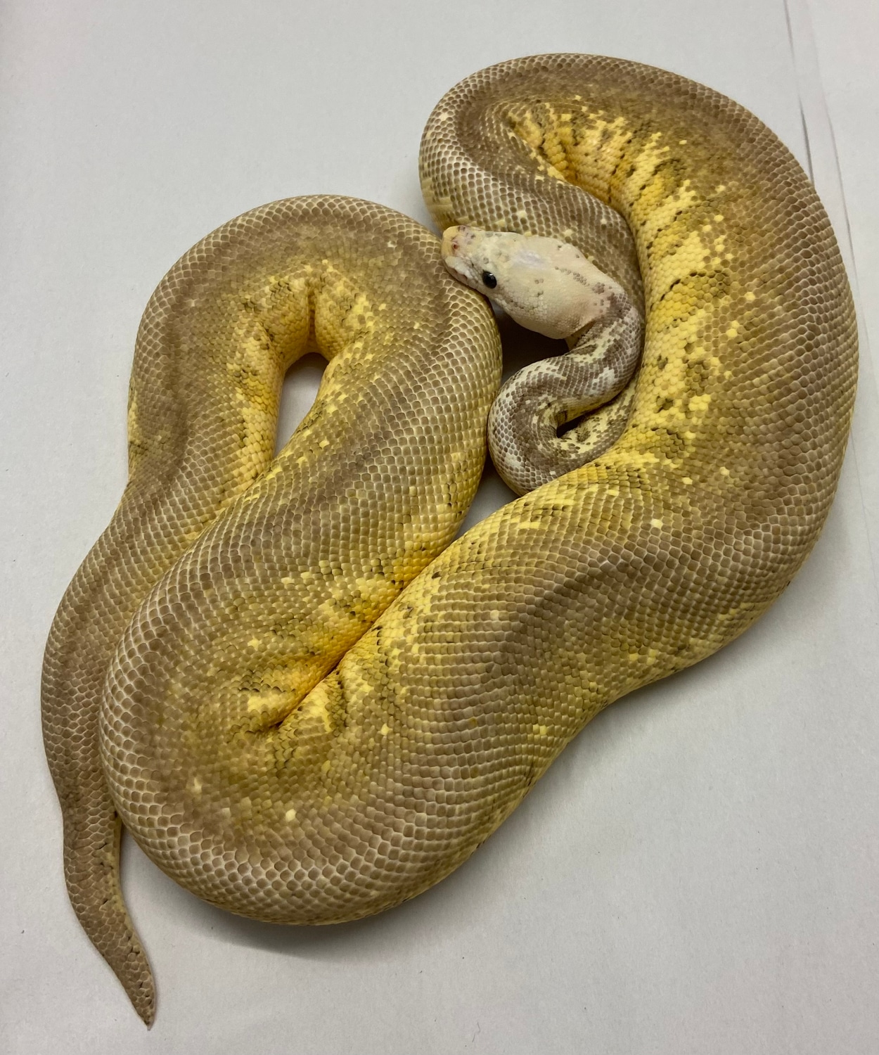 Redhead Spotnose Special Yellowbelly Pastel Clown Ball Python by ...