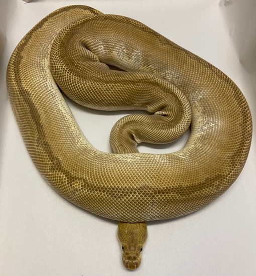 Redstripe Pinstripe Clown (Proven Breeder) Ball Python by Quality Captives