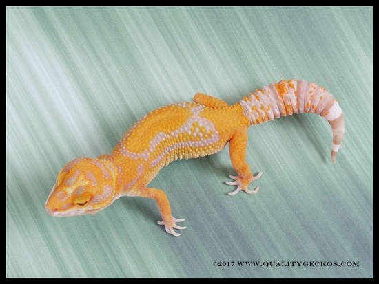 Golden Candy Cane Leopard Gecko by Quality Geckos