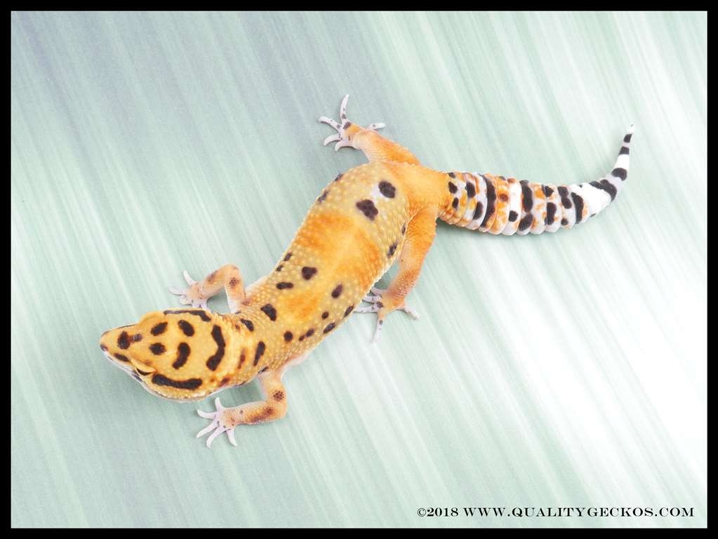 Zorro Mandarin Bandit Leopard Gecko by Quality Geckos - MorphMarket