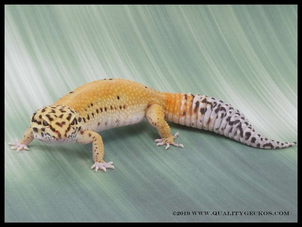 Giant Tangerine X Blood Emerine X Enigma Leopard Gecko by Quality ...
