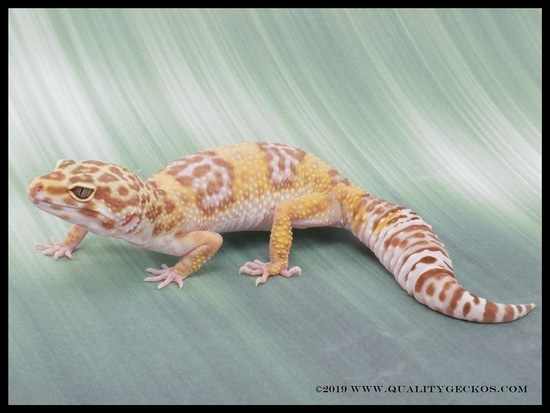 Giant Tangerine Albino Moose Lines Leopard Gecko by Quality Geckos