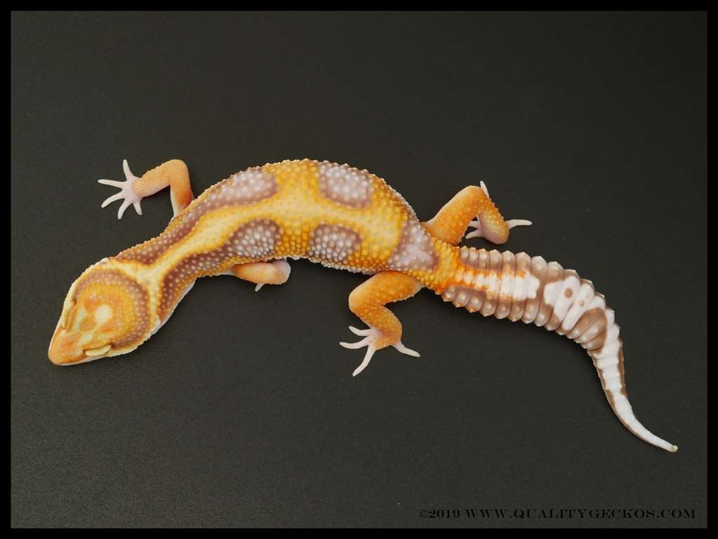 High Yellow Mac Snow Leopard Gecko by Quality Geckos - MorphMarket