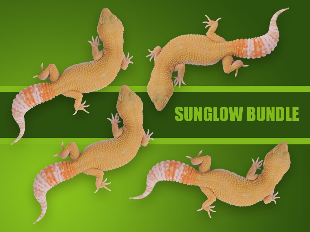 Sunglow Het Tremper Breeding Group Leopard Gecko by Quality Geckos ...