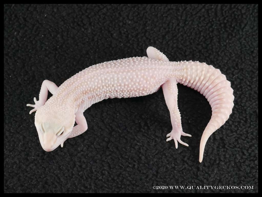 Mac Snow Eclipse Leopard Gecko by Quality Geckos - MorphMarket