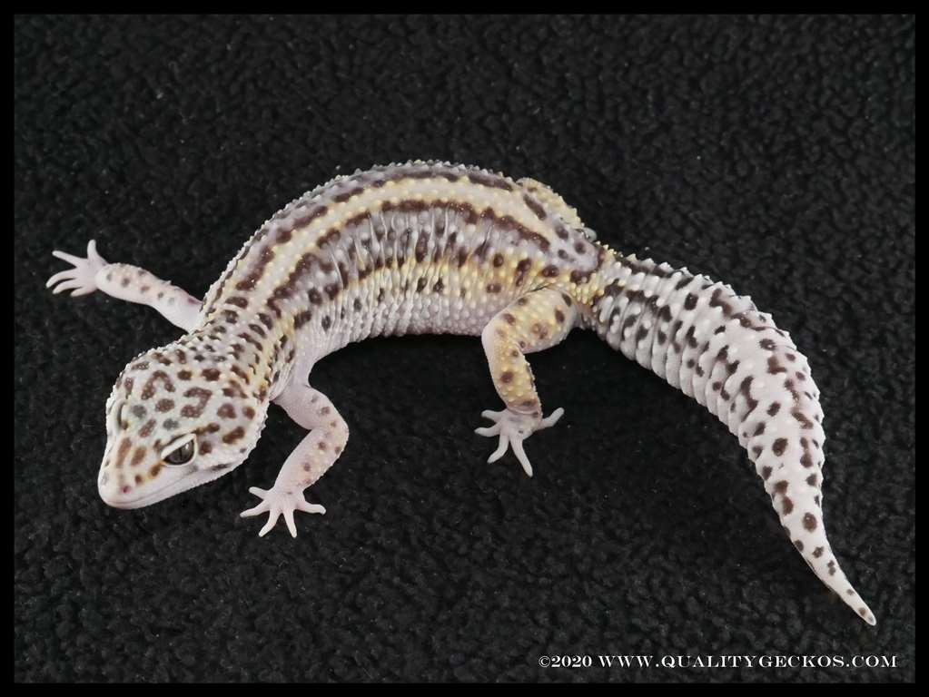Mac Snow Stripe Lavender Leopard Gecko by Quality Geckos - MorphMarket