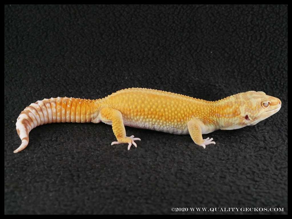 Raining Red Stripe Leopard Gecko by Quality Geckos - MorphMarket