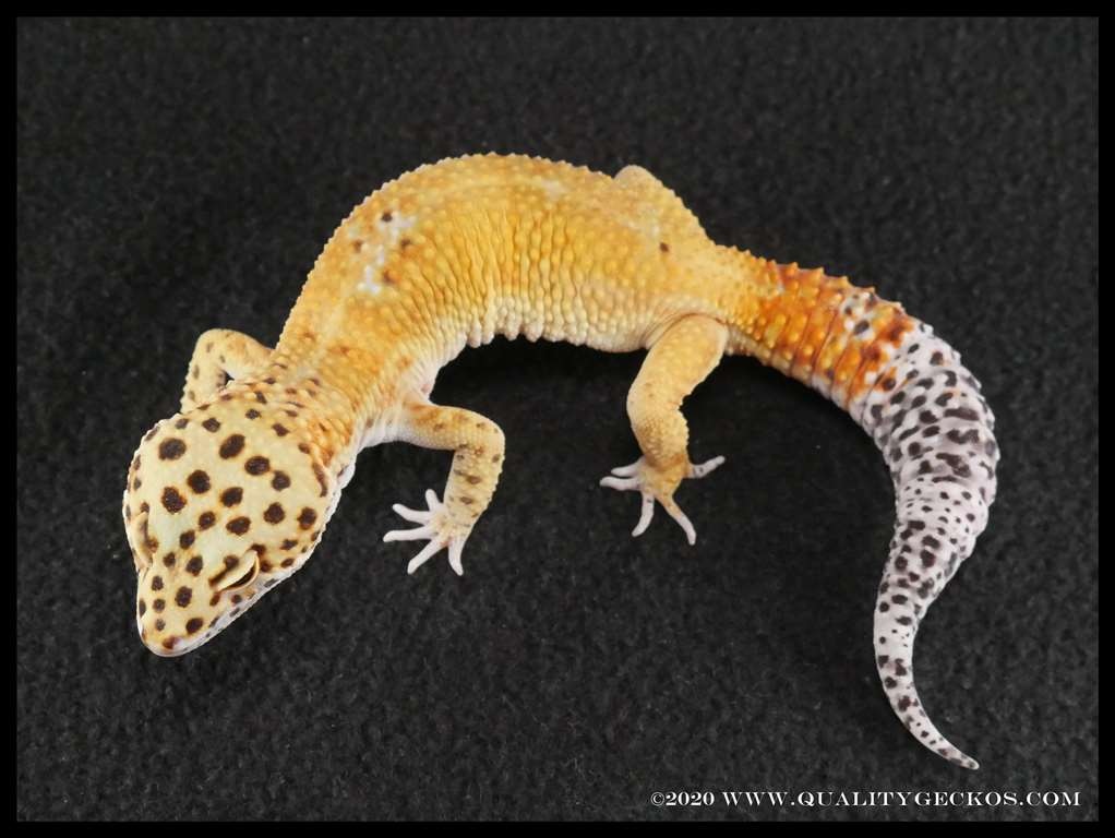 Mandarin Leopard Gecko by Quality Geckos - MorphMarket