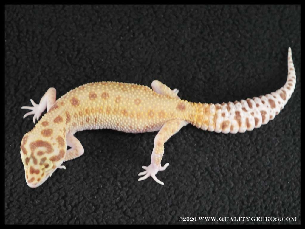 Raptor Leopard Gecko by Quality Geckos - MorphMarket