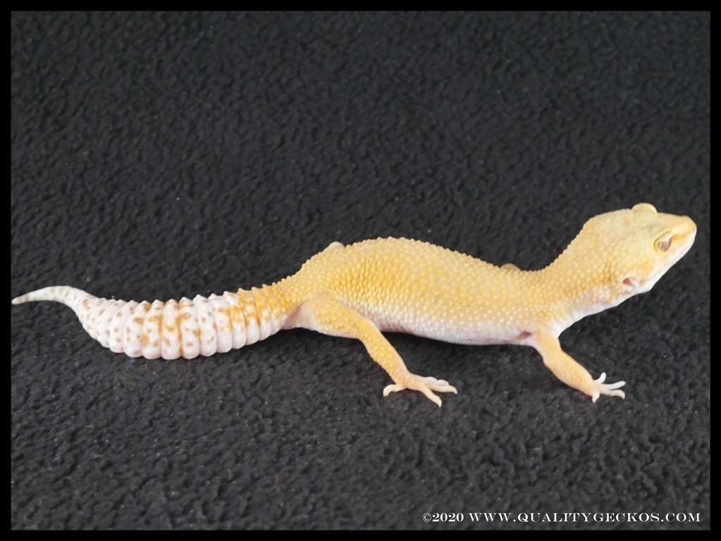 Sunglow Leopard Gecko by Quality Geckos - MorphMarket