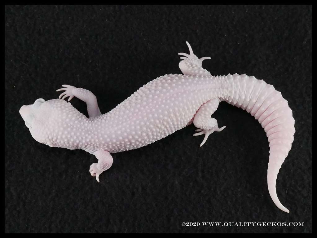 Blazing Blizzard Leopard Gecko by Quality Geckos - MorphMarket