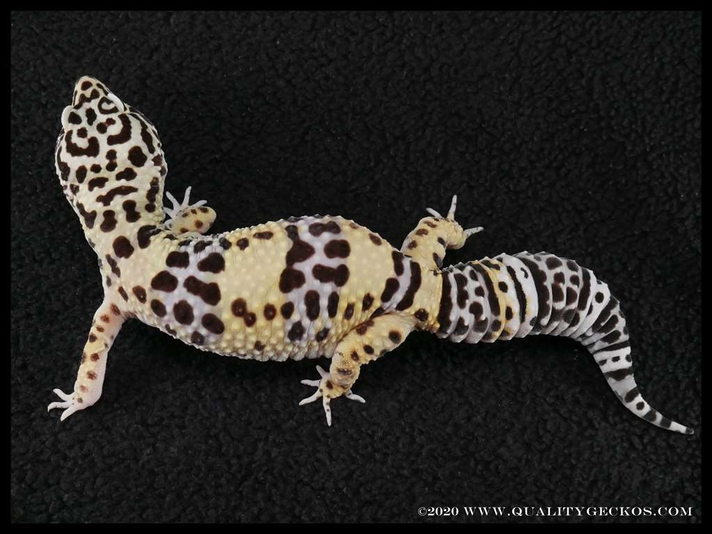 Super Giant Bandit Leopard Gecko by Quality Geckos - MorphMarket