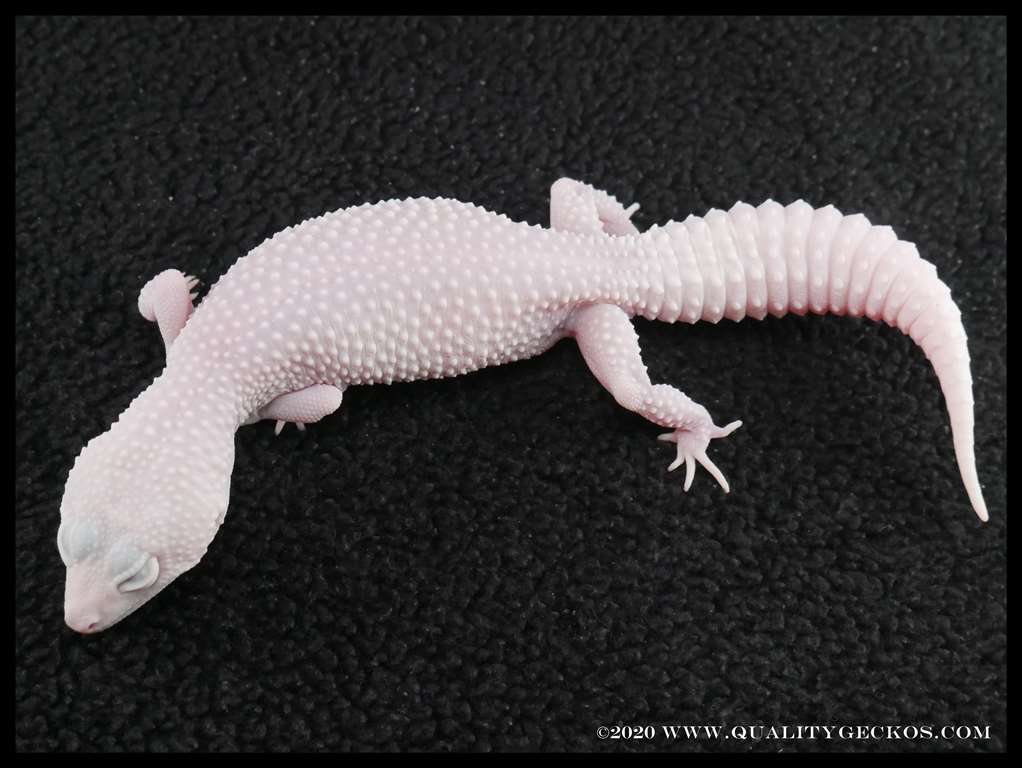 Diablo Blanco Leopard Gecko by Quality Geckos - MorphMarket