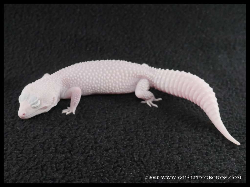 Diablo Blanco Leopard Gecko by Quality Geckos - MorphMarket