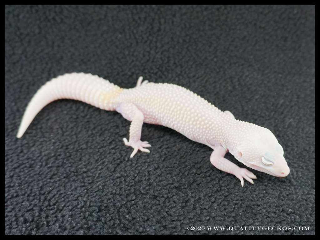 Blazing Blizzard Leopard Gecko by Quality Geckos - MorphMarket