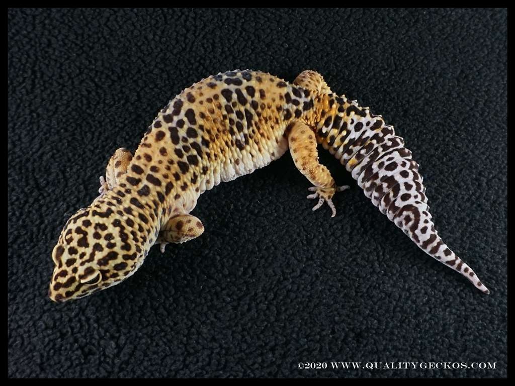 Super Giant Extreme Blood Emerine Leopard Gecko by Quality Geckos ...
