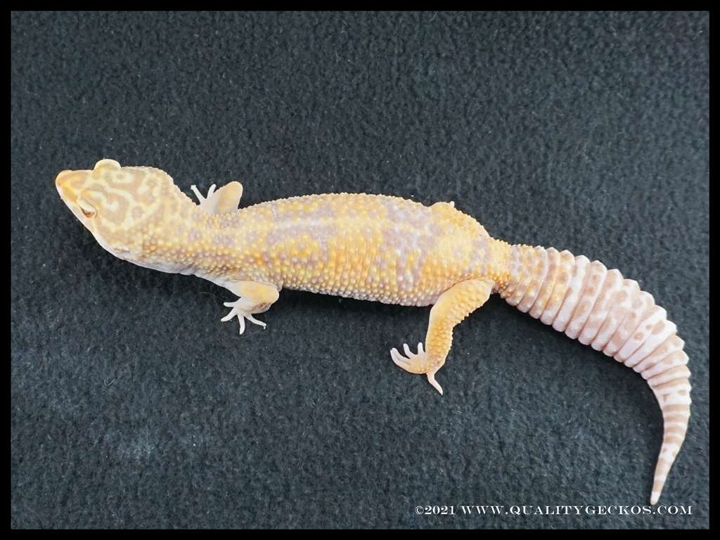 Super Giant Extreme Emerine Albino Leopard Gecko by Quality Geckos ...
