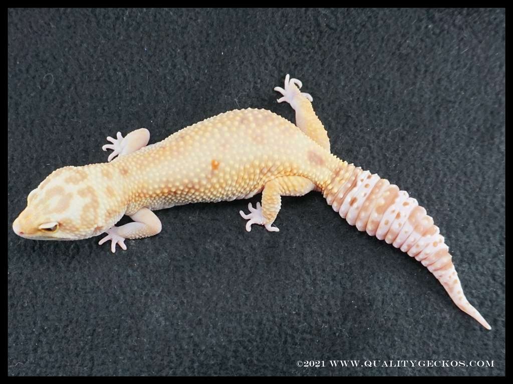 Firewater Eclipse Leopard Gecko by Quality Geckos - MorphMarket