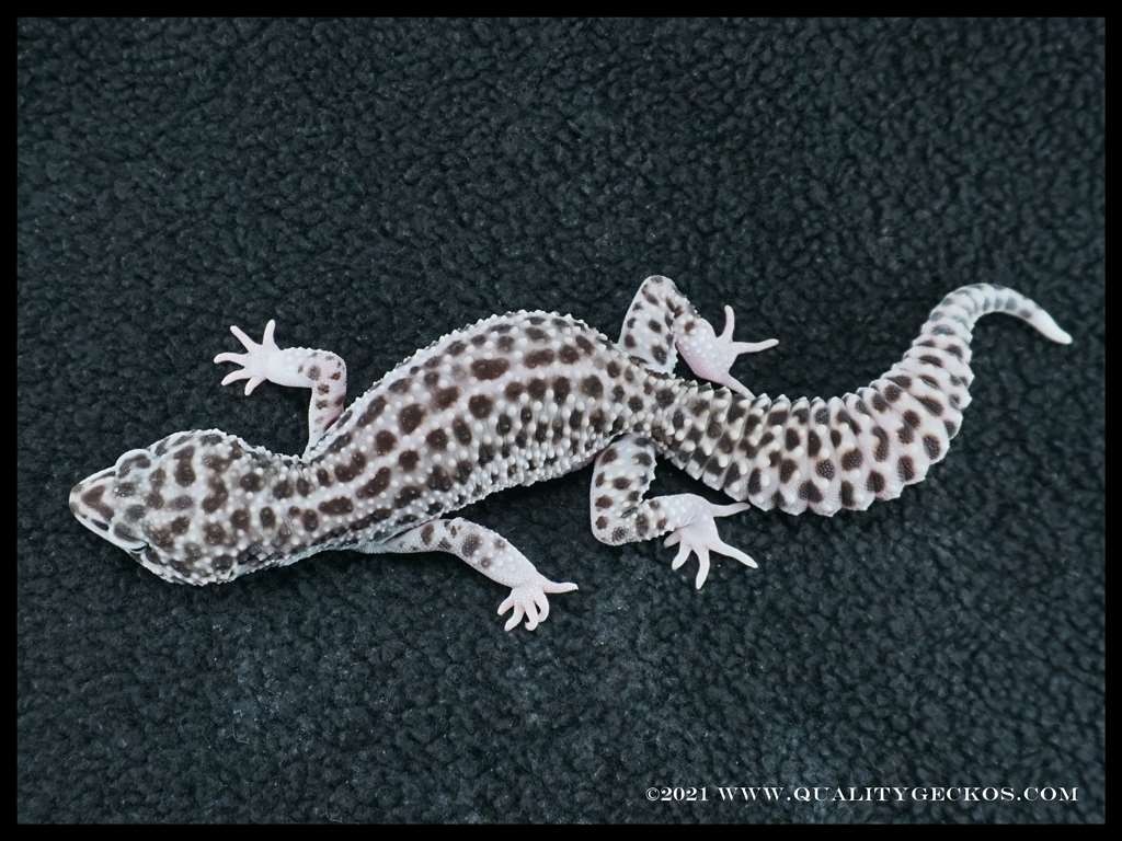 Super Snow Leopard Gecko by Quality Geckos - MorphMarket