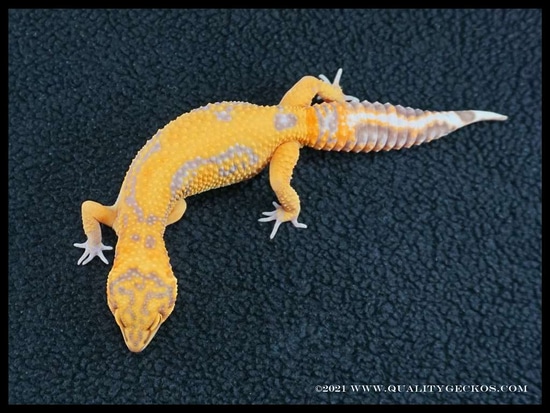 Golden Candy Cane Leopard Gecko by Quality Geckos