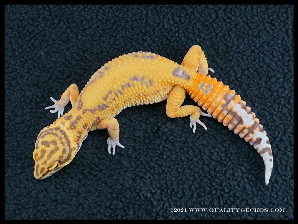 Golden Candy Cane Leopard Gecko by Quality Geckos - MorphMarket