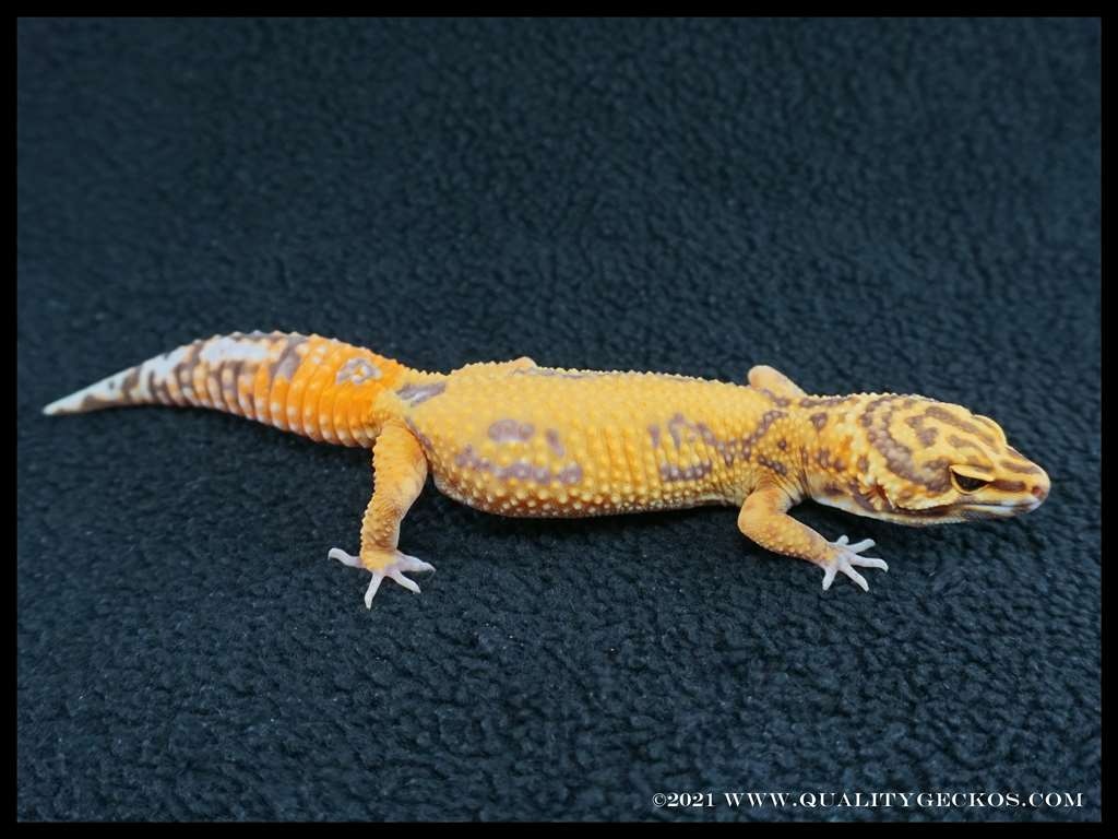 Golden Candy Cane Leopard Gecko by Quality Geckos - MorphMarket