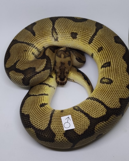 Spotnose Clown 66% Het Toffee Ball Python by Quality Snakes