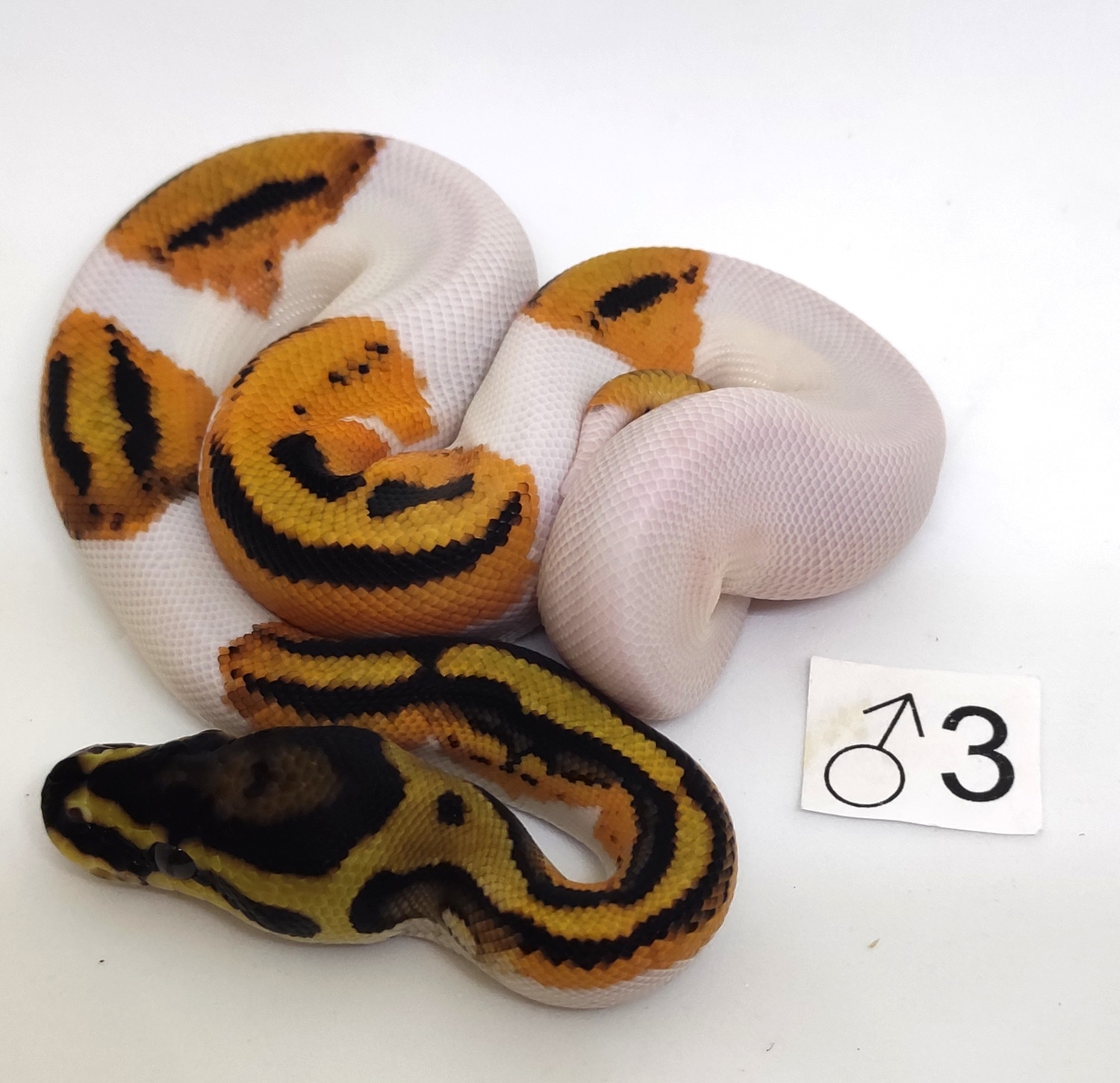 OD YB Pied Ball Python By Quality Snakes MorphMarket od-yb-pied-ball-python-by-quality-snakes-morphmarket