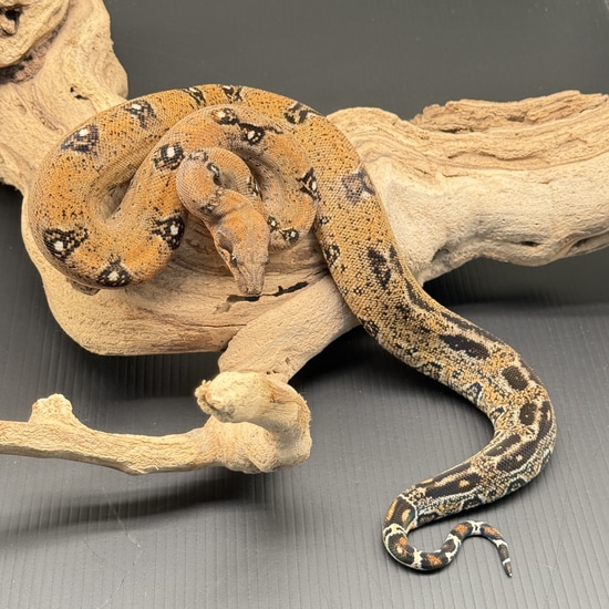 Supernova (Leopard Mandarin Belly) Boa Constrictor by Tarantulas.com