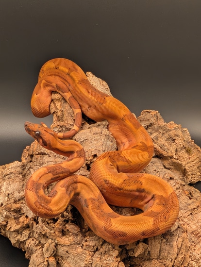Hypo Blood Boa Constrictor by Tarantulas.com