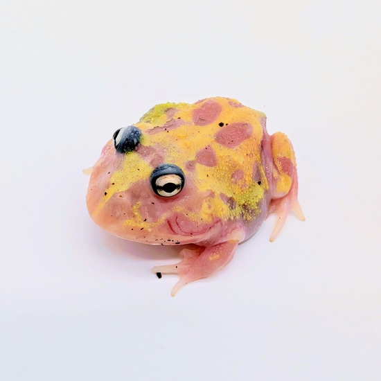 Mutant Translucent Pink And Yellow (Gold Eyes) Pacman Frog by ...