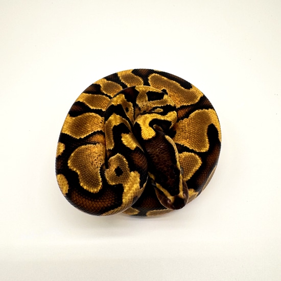 Enchi Spark Ball Python by Tarantulas.com