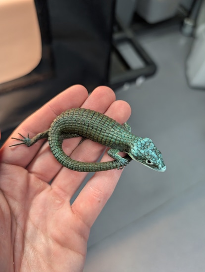 Mexican Alligator Lizard (Blue Head) by Tarantulas.com