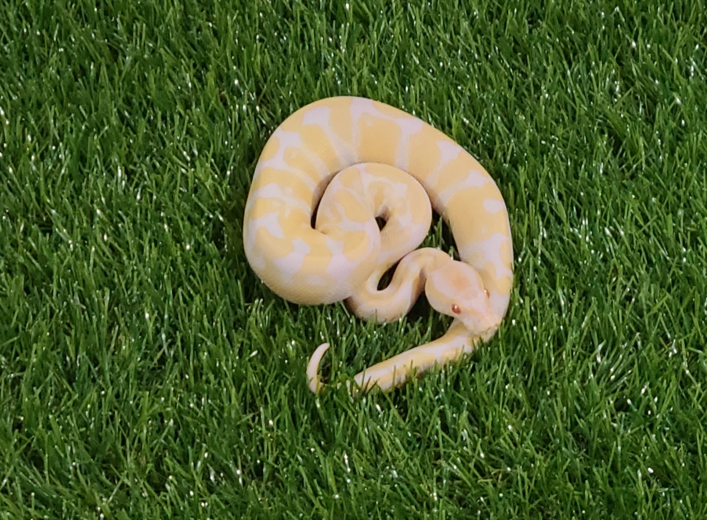 Albino Ball Python by Queen City Exotics - MorphMarket