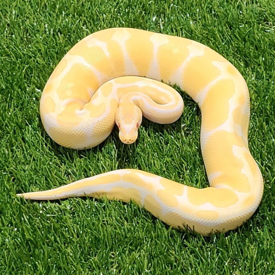 Albino 66% Het VPI Axanthic 50% Het Whitewash Ball Python by Queen City ...