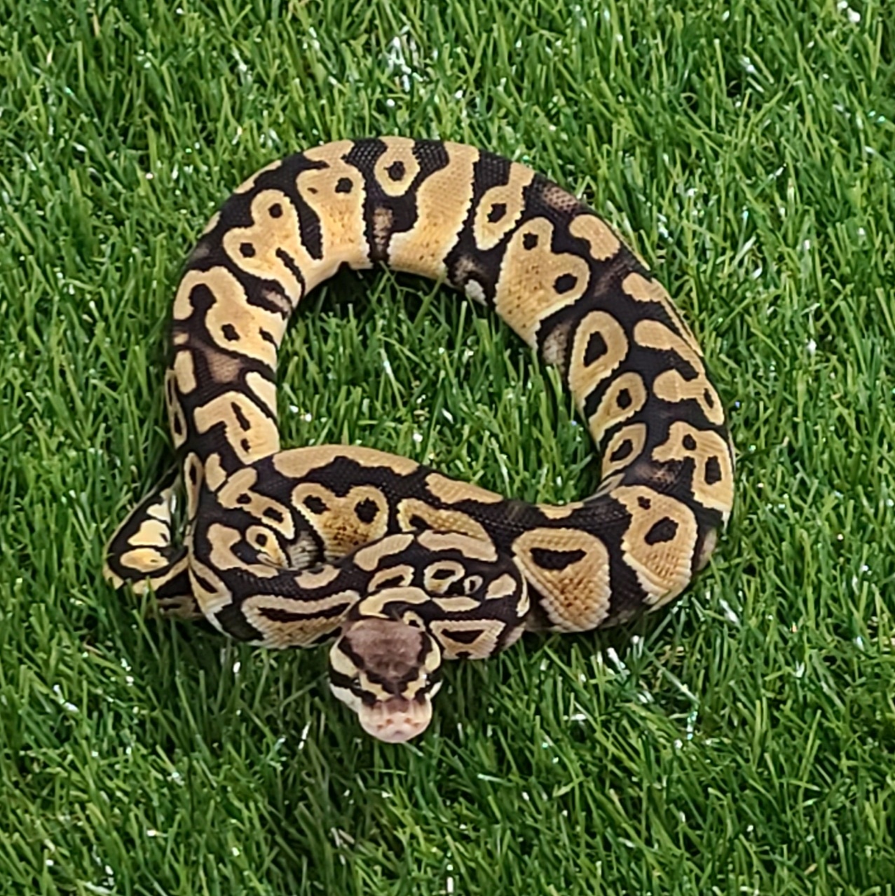 Pastel Het Clown Ball Python by Queen City Exotics - MorphMarket