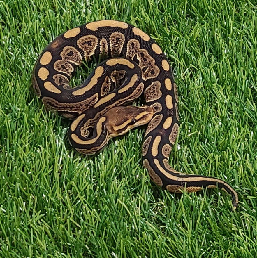 Mahogany Het Albino Ball Python by Queen City Exotics - MorphMarket