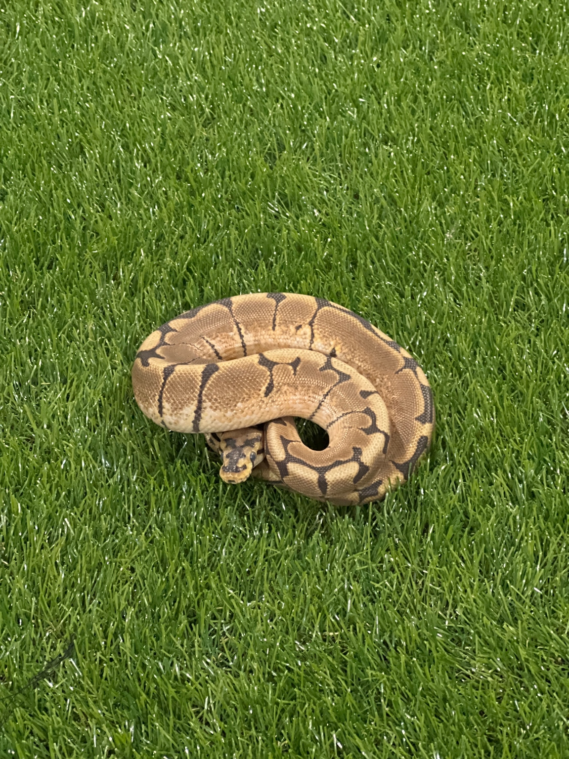 Spider Het Albino Clown Ball Python by Queen City Exotics - MorphMarket
