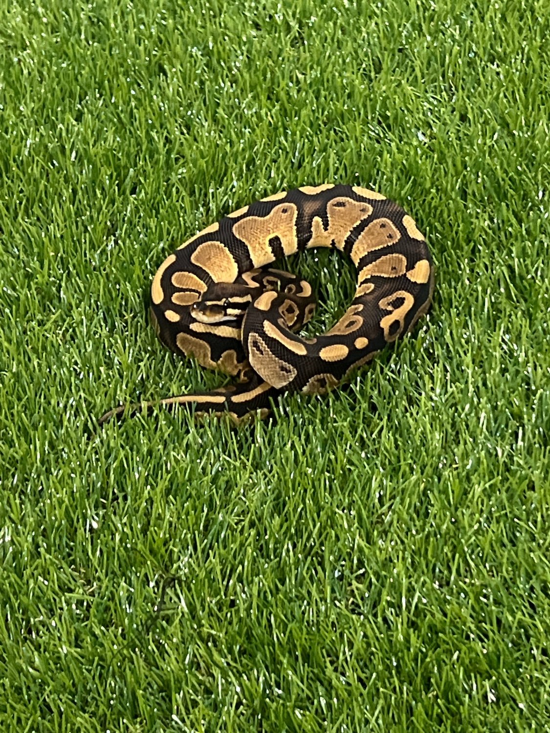 Normal 50% Het Candy/ Albino/ Pied Ball Python by Queen City Exotics ...