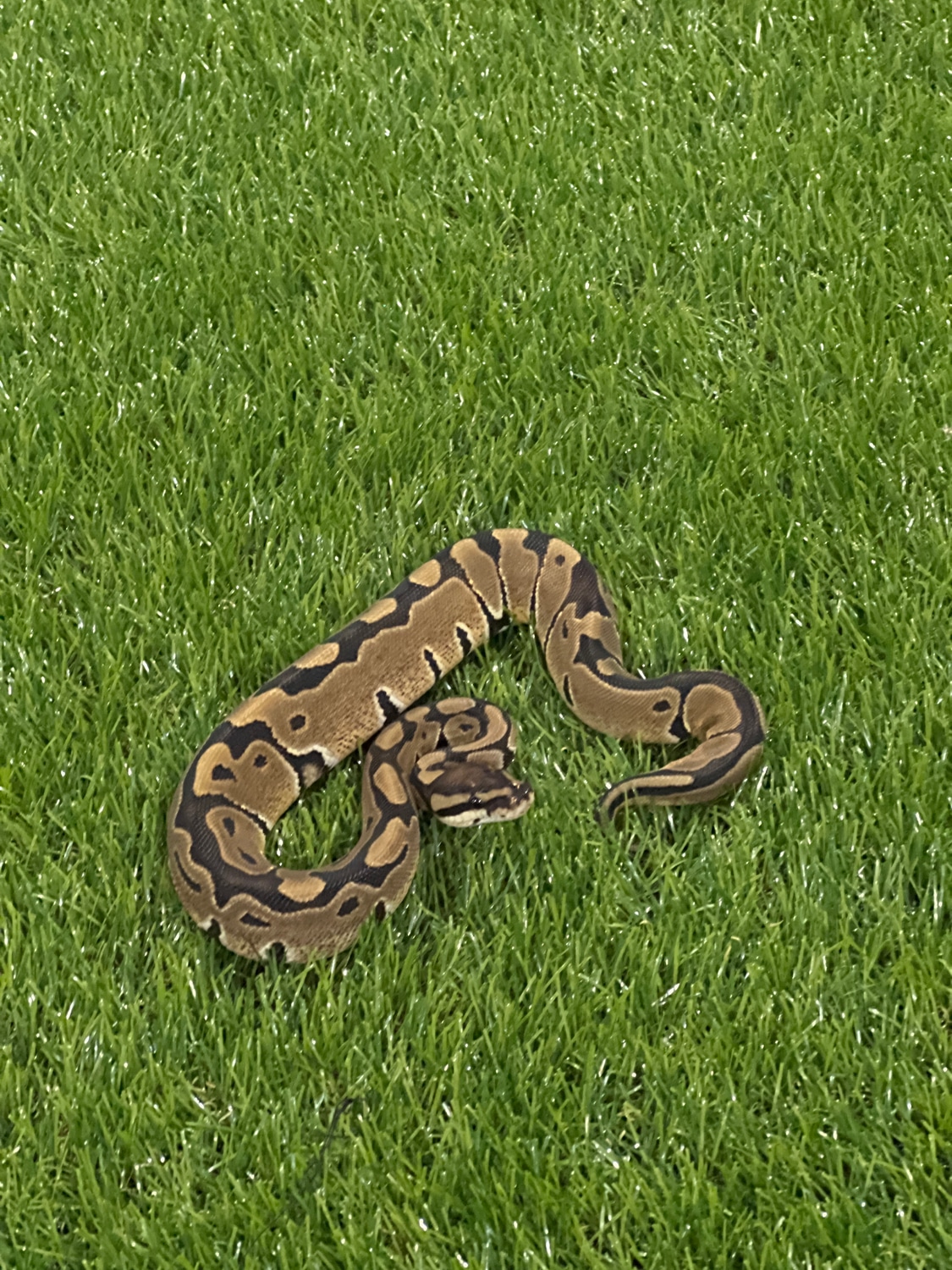 HET ALBINO 66% Het VPI Axanthic 50% Het Whitewash Ball Python by Queen ...